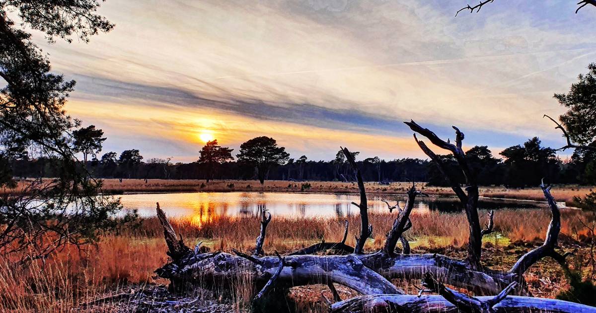 Van ijstijd tot toekomst: lezing over de Groote Heide in Waalre ...