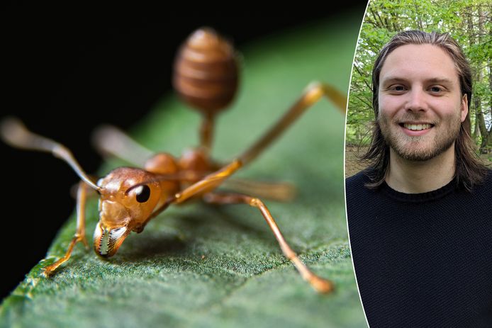 Gevreesde rode vuurmier vestigt zich in Europa: dreigt er een nieuwe ...
