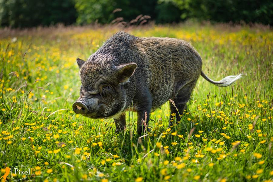 Vlaams stel neemt minivarken Bacon zelfs mee naar restaurant | Foto ...