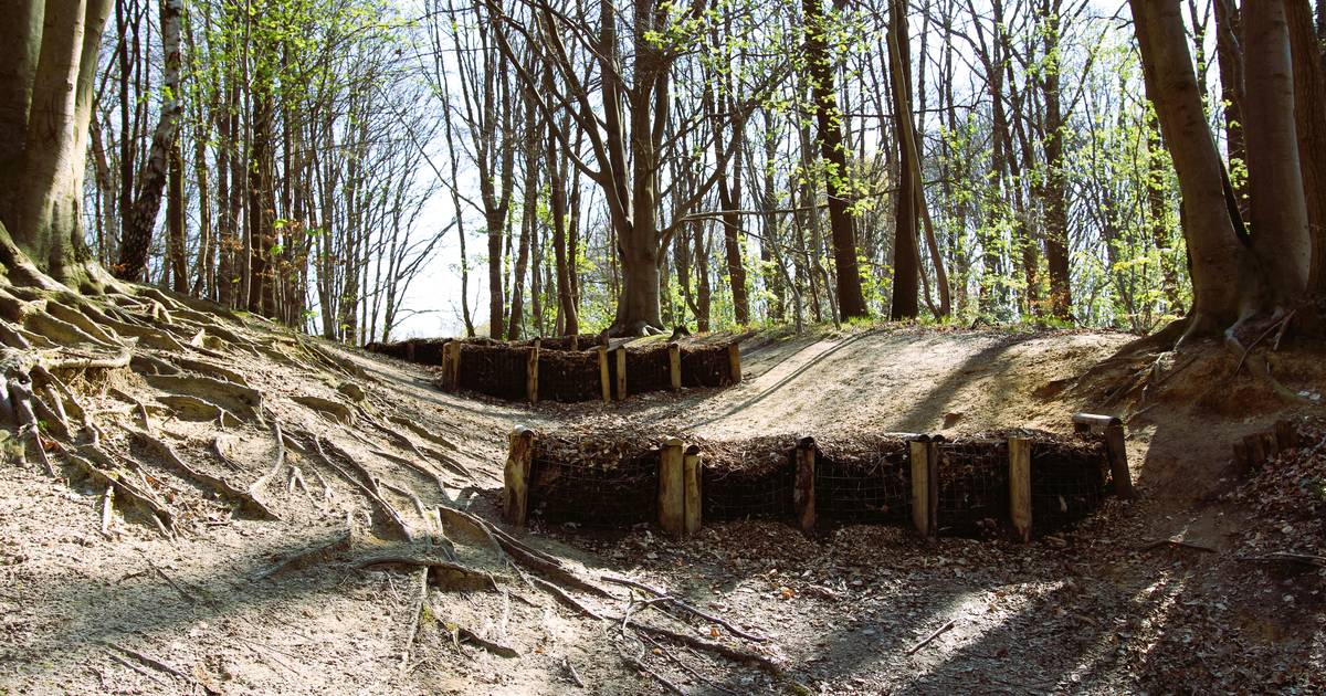 Houthakseldammen houden Beerzelberg in topvorm: “Een manier om erosie ...