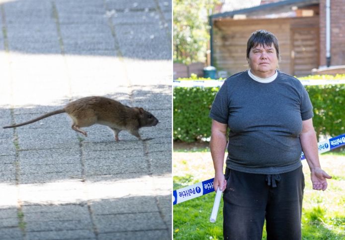 Vrouw boos omdat burgemeester haar dwingt rattenplaag te bestrijden ...