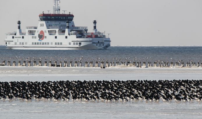 Vanaf donderdag niet meer verplicht reserveren voor overtochten Ameland ...
