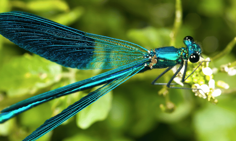 Libellen reizen het verst van alle insecten | Libelle