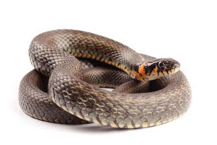 Ringslang legt eitjes in Goudse broeihopen | Gouda | AD.nl