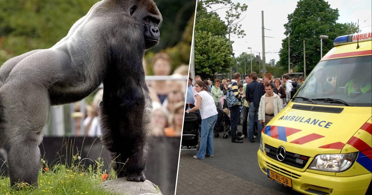 De dag dat Bokito wereldnieuws werd: ‘Hij heeft mijn vrouw, hij heeft ...