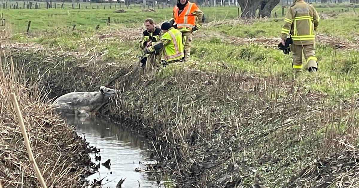 Brandweer redt koe uit gracht in Ledegem | Ledegem | hln.be