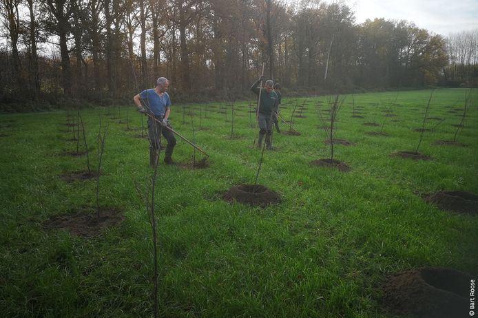 Hooggoedbos krijgt er zes hectare bomen bij (en volgend jaar nog eens ...