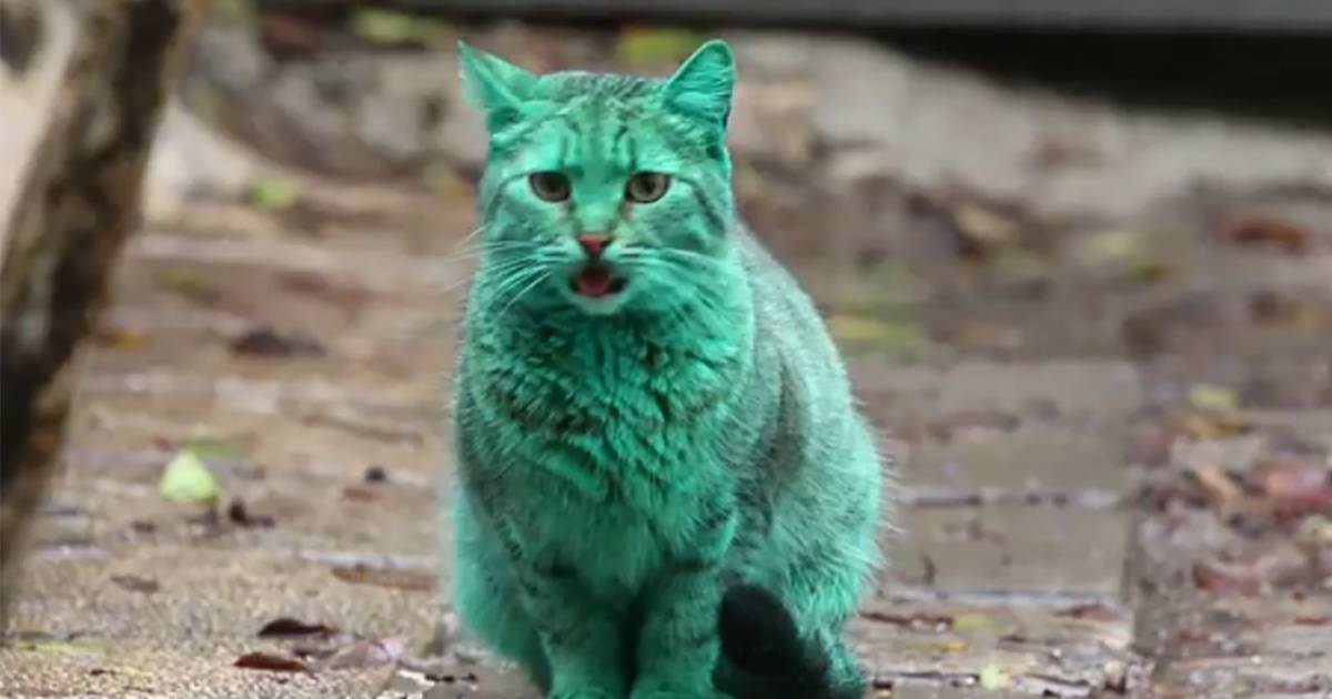 Groene kat opgedoken in Bulgarije | Bizar | AD.nl