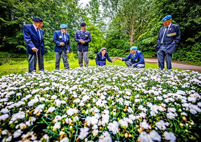 Gorinchem plant witte anjers als eerbetoon aan alle veteranen in de ...