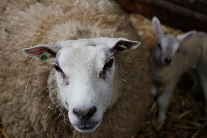 Schapen en koeien staan gewoon in de wei, maar het nieuwe type ...