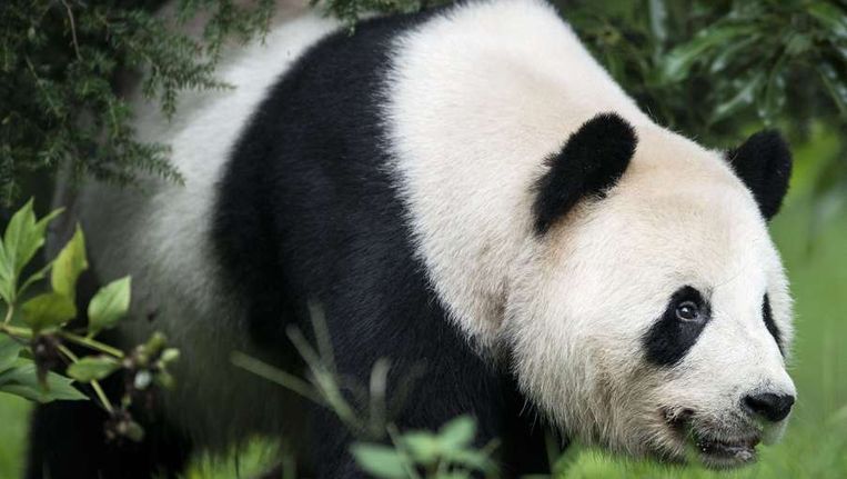 Reuzenpanda Tian Tian in Edinburgh Zoo mogelijk zwanger | De Volkskrant