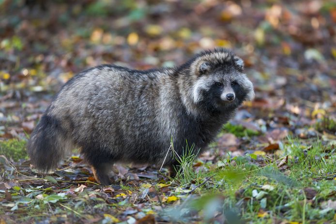 Wasbeerhond gevonden in Flevopark, eerste keer in Amsterdam: ‘Het is ...