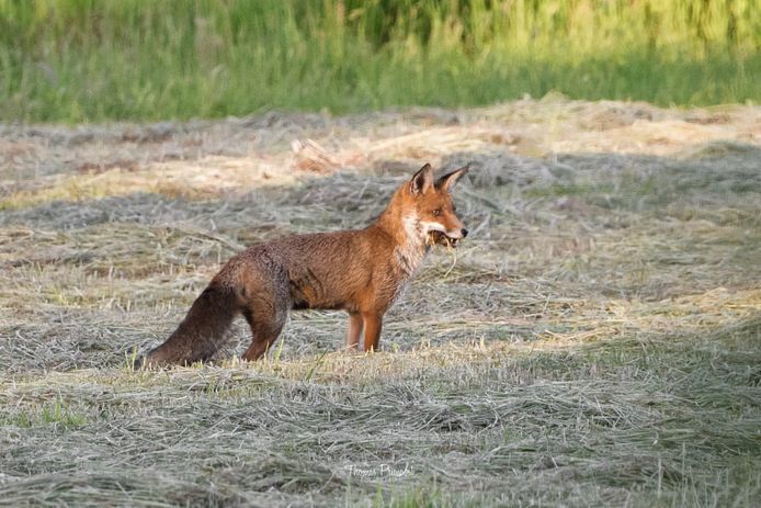 Speuren naar dierensporen met een Ranger van de Palingbeek | Ieper | hln.be