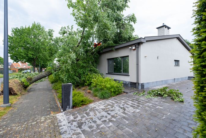 Boom valt op woning na hevige rukwind: “Ze staan gewoonweg te dicht ...