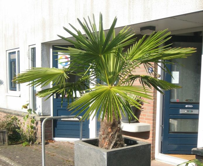 Piet z'n palmboom is uit de voortuin gejat: ‘Ik zorg er al 30 jaar voor ...