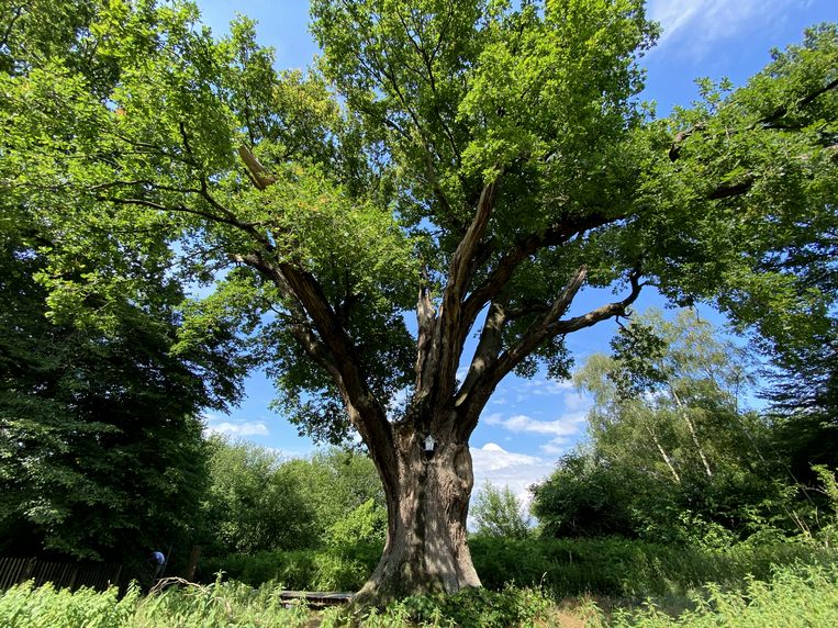Alleen maar stikstof is voor Hollandse eik als een frikandeldieet voor ons