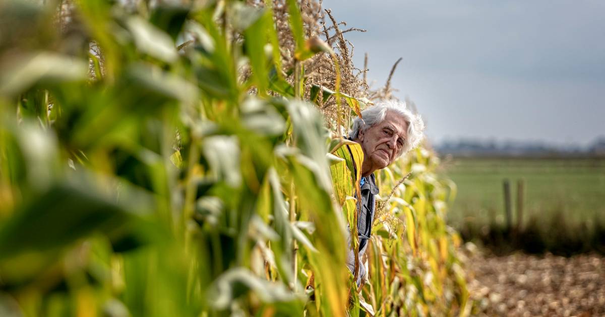 Maïs veevoer voor koeien en varkens? Boer Joost teelt ze voor mensen om ...