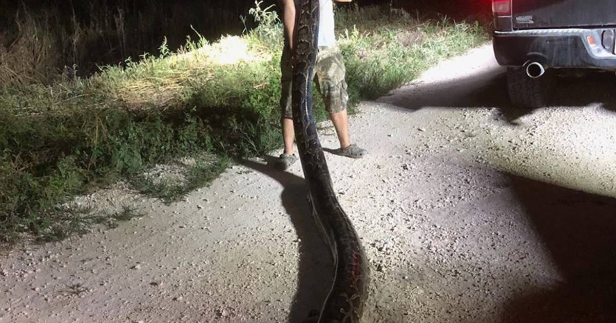 Premiejager vangt grootste python van het park: 5,3 meter lang, 54 ...