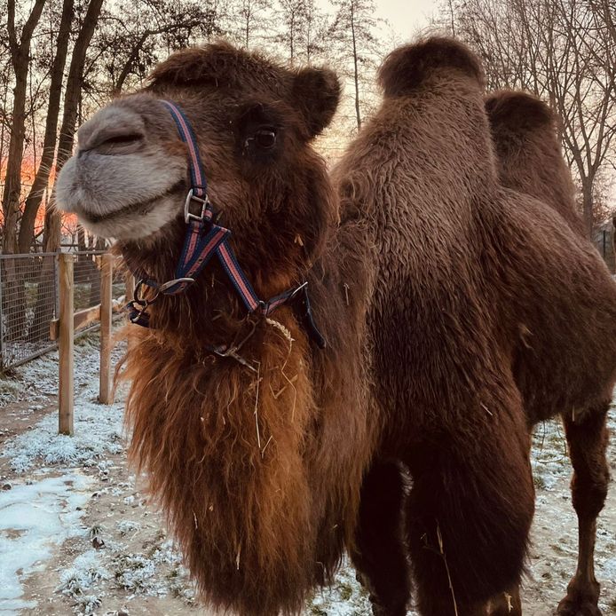 Familiepark Harry Malter neemt afscheid van kameel en ‘grumpy old lady ...