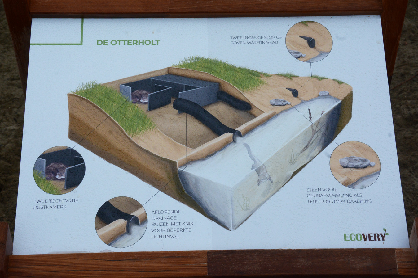 Otter krijgt 7 hectare nieuw leefgebied in Polders van Kruibeke ...