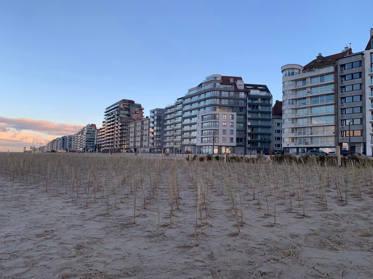Dit wordt straks duinengordel van 5.400 m² in Knokke-Heist | Foto | hln.be