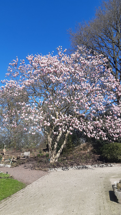 Dit zijn de grootste en prachtigste magnolia bomen van Utrecht | Foto ...