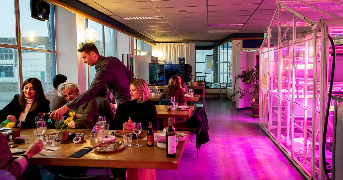Phood Farm: direct uit de kas geserveerd op tafel | Over de Tong | bd.nl