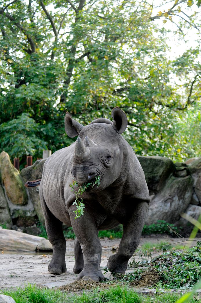 Zwarte neushoorn Naima in Blijdorp hoogzwanger | Rotterdam | AD.nl