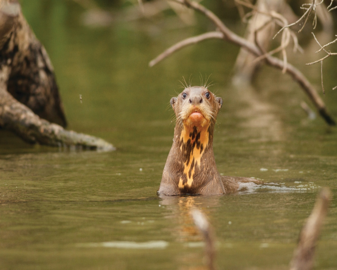 Bijzondere nieuwe inwoner in aantocht: de reuzenotter | Foto | AD.nl