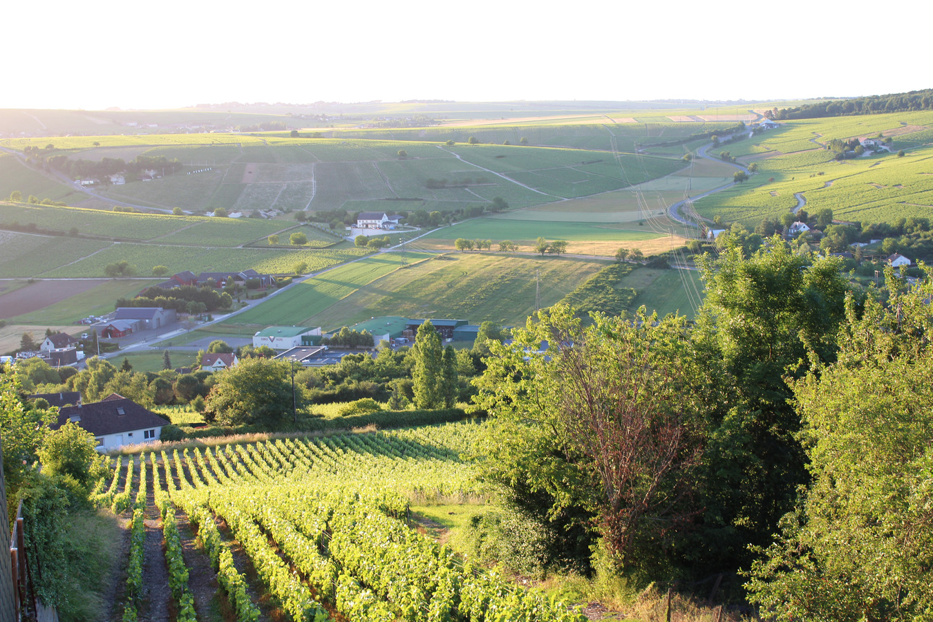 Franse boeren vrezen voor mislukte wijn- en fruitoogst na strenge vorst ...