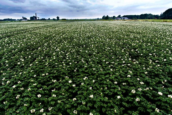 Een bloeiend aardappelveld in Sleeuwijk | Rivierenland | AD.nl