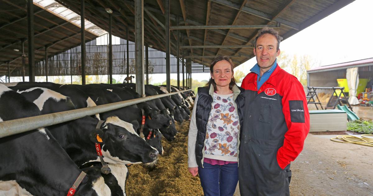 In de Potaerdehoeve worden de koeien gemolken door robots | Merchtem ...