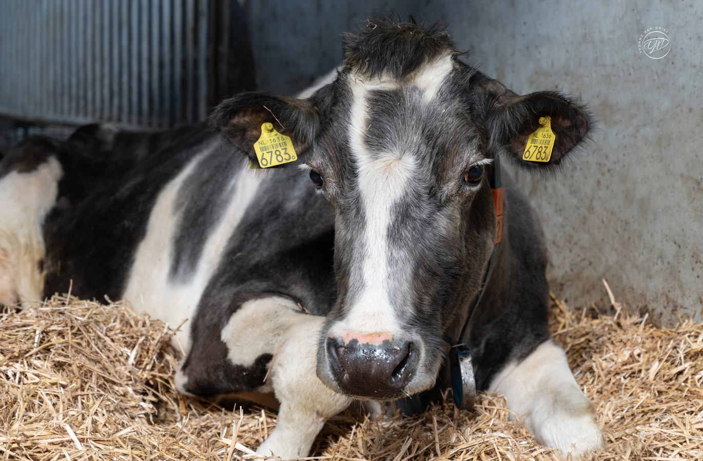 Oudste koe (25) van Nederland overleden | Foto | destentor.nl