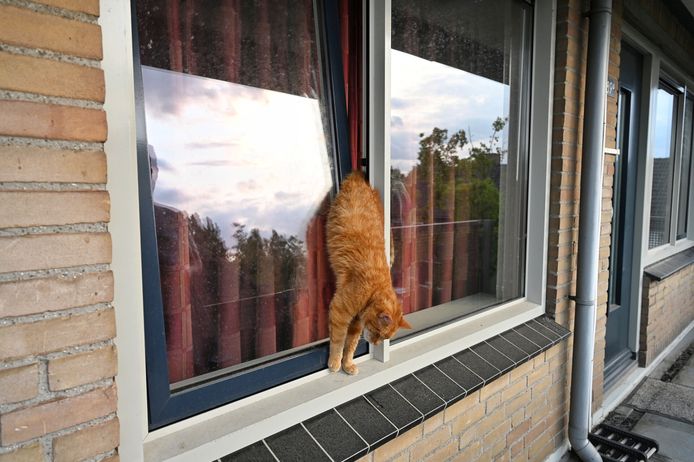 ‘Wanneer een kat eenmaal vastzit, verkeert hij in doodsstrijd’: Elke ...