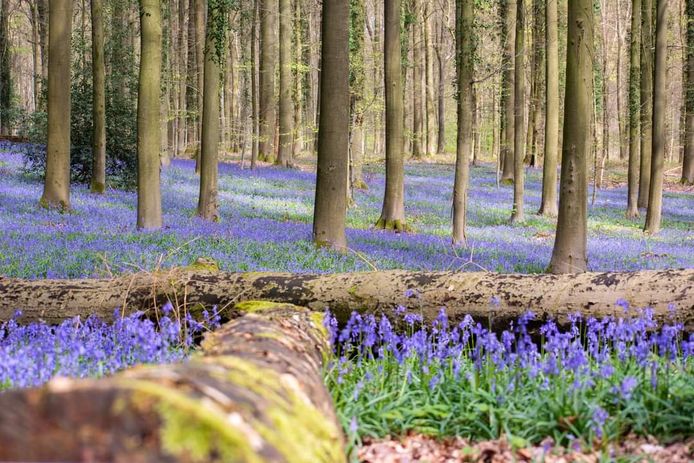 Bloeiende boshyacinten kleuren Brakelbos paars | Brakel | hln.be