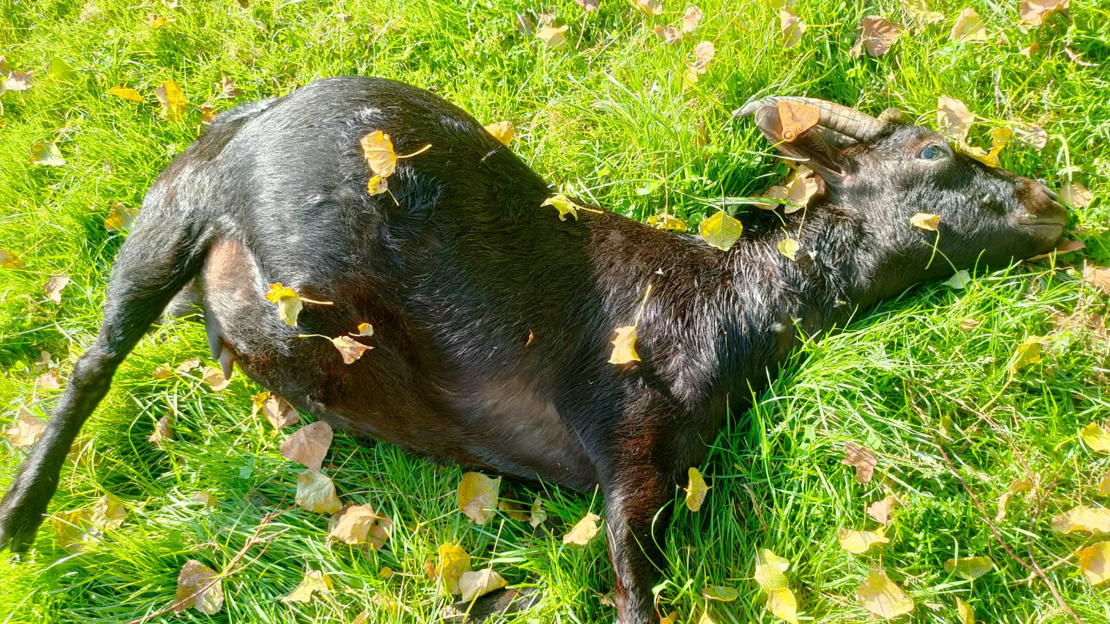 Opnieuw schapen en geiten doodgebeten: “Niet het werk van wolf, maar van loslopende honden ...