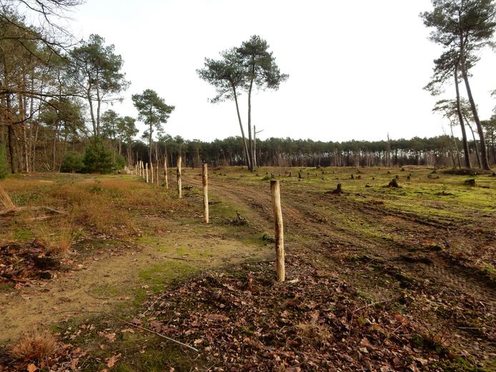 Raster op Belse Heide zorgt ervoor dat schapen veilig kunnen grazen ...