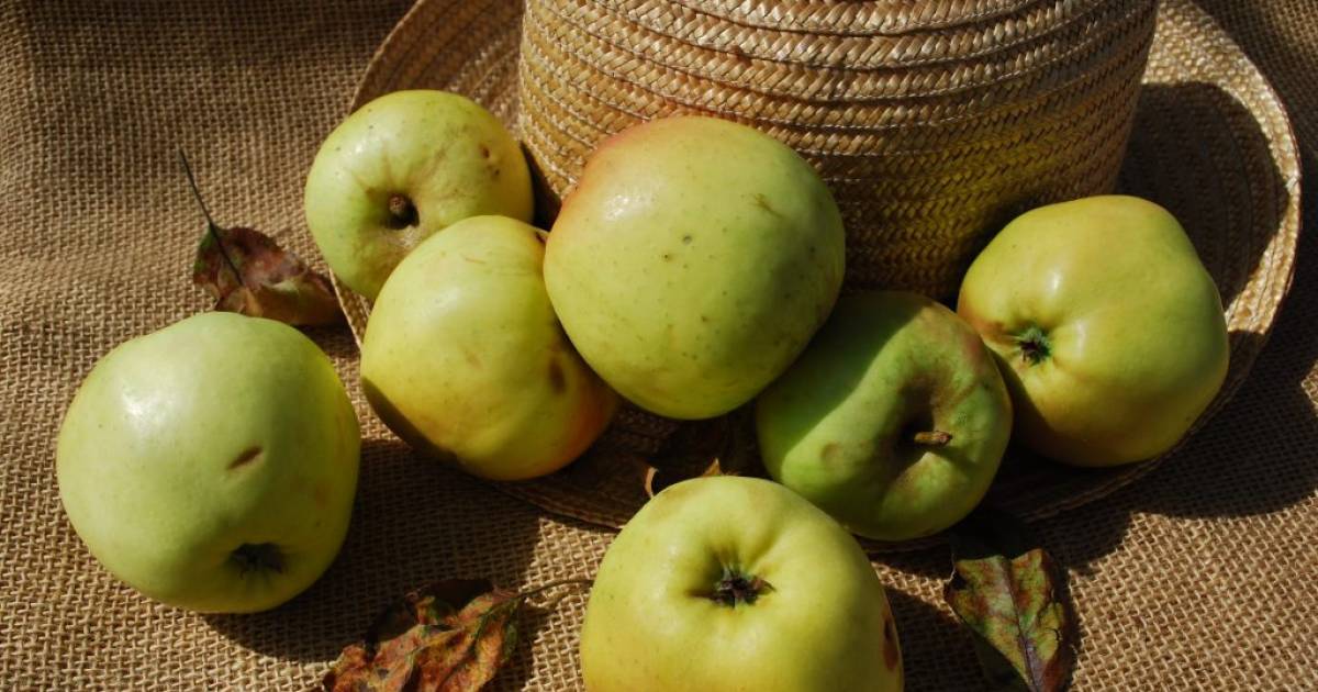 Oude appelrassen in Vlissingse wijk Claverveld | Walcheren | pzc.nl