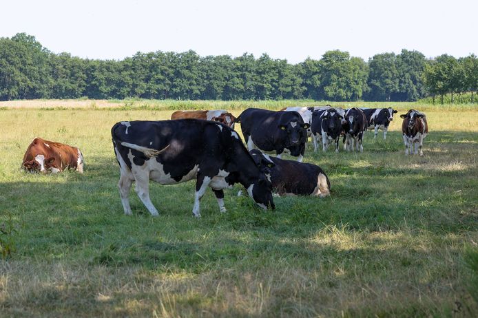 Vaccins en koeien op stal: ook melkveeboeren gewaarschuwd tegen blauwtong | Eindhoven ...