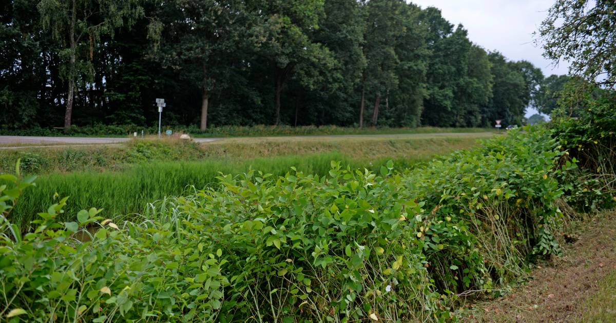 Zorgen over groei agressieve plantensoorten in Tubbergen | Tubbergen ...
