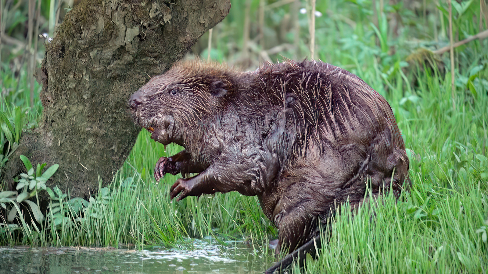 Actieve bever zorgt voor gevaar: waterschap ontdekt veel holen en gaten ...