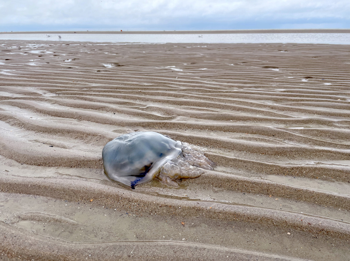 Wat het strand ons kan leren: van simpele zeepier tot oeroude fossiel ...