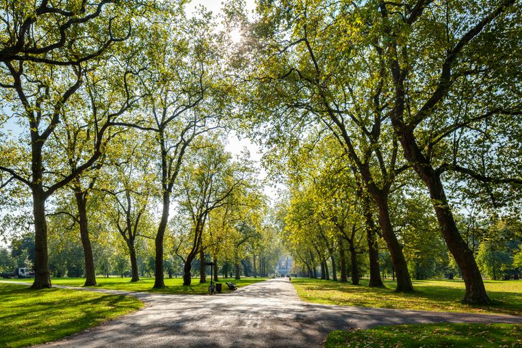 Herfst? Dít is waarom alle bomen eind oktober nog steeds groen zijn