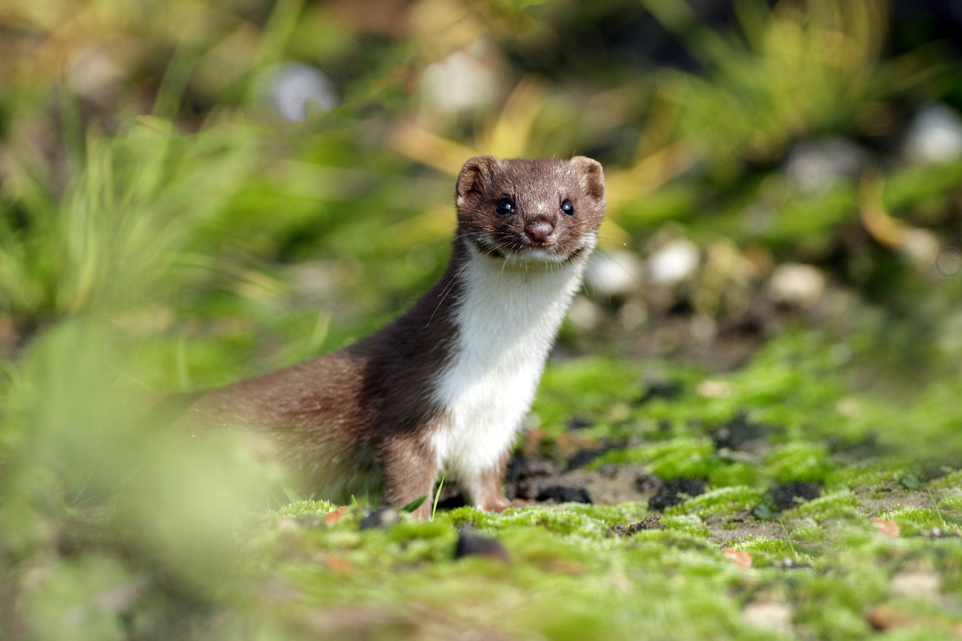 Een jonge wezel op roverspad | Foto | ed.nl