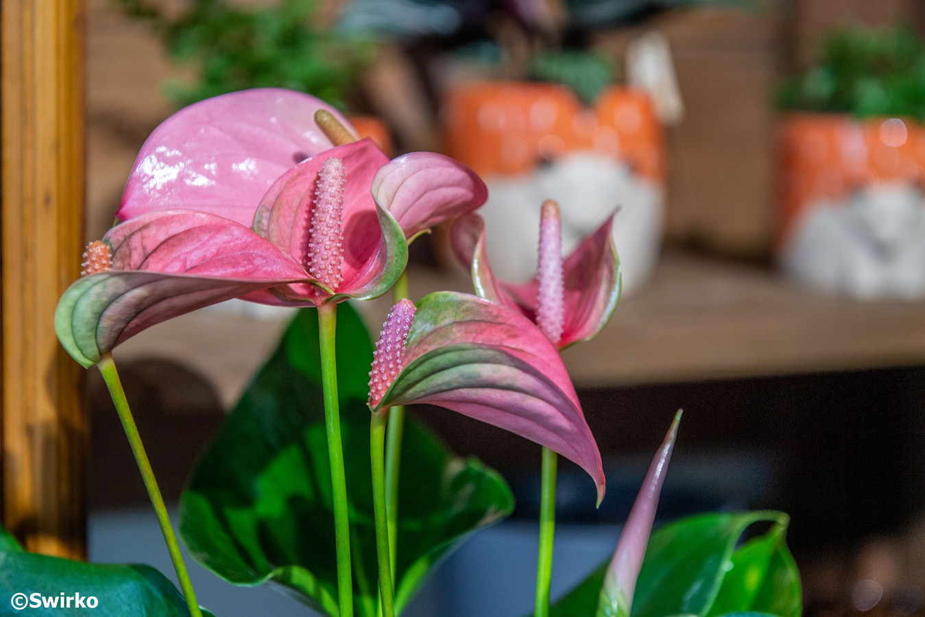 NET OPEN ‘Terrariums by Evi’ is nu winkel in de Botermelkstraat: “Naast ...