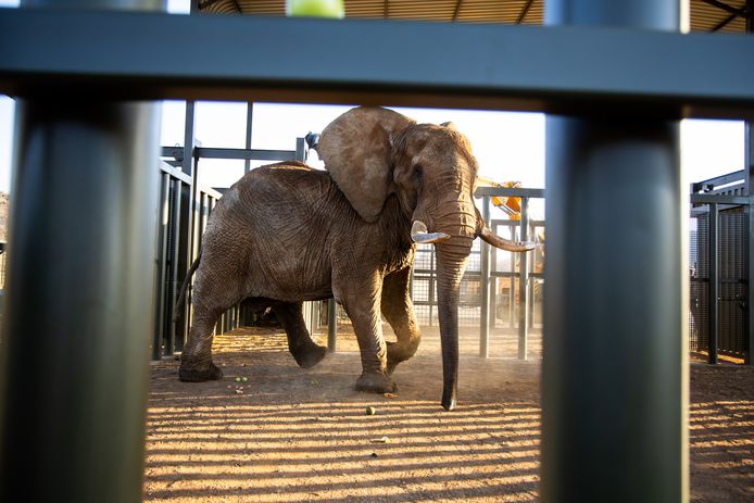 Van circus naar dierentuin... naar enorm natuurreservaat: nationale zoo van Zuid-Afrika laat ...