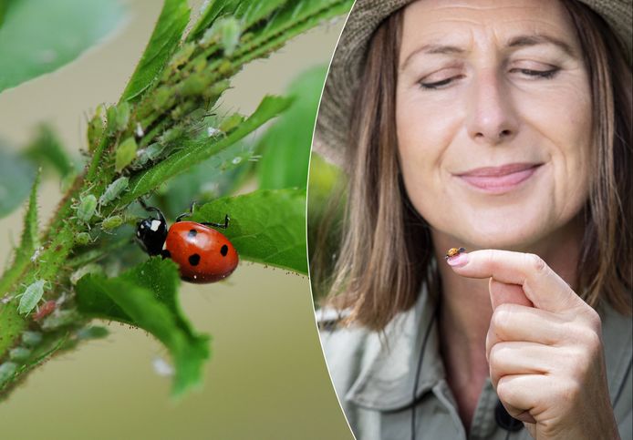 Bladluizen in je tuin? Met deze beestjes bestrijd je ze op natuurlijke ...