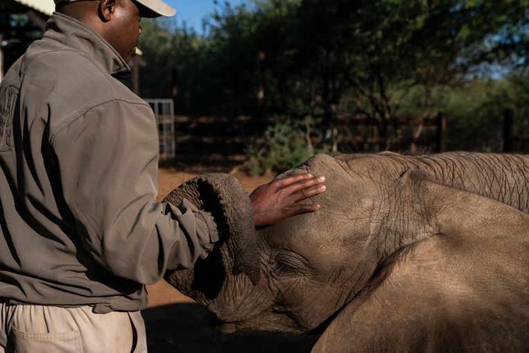 Rode Lijst: beide soorten Afrikaanse olifant bedreigd door stroperij en verdwijning leefgebied