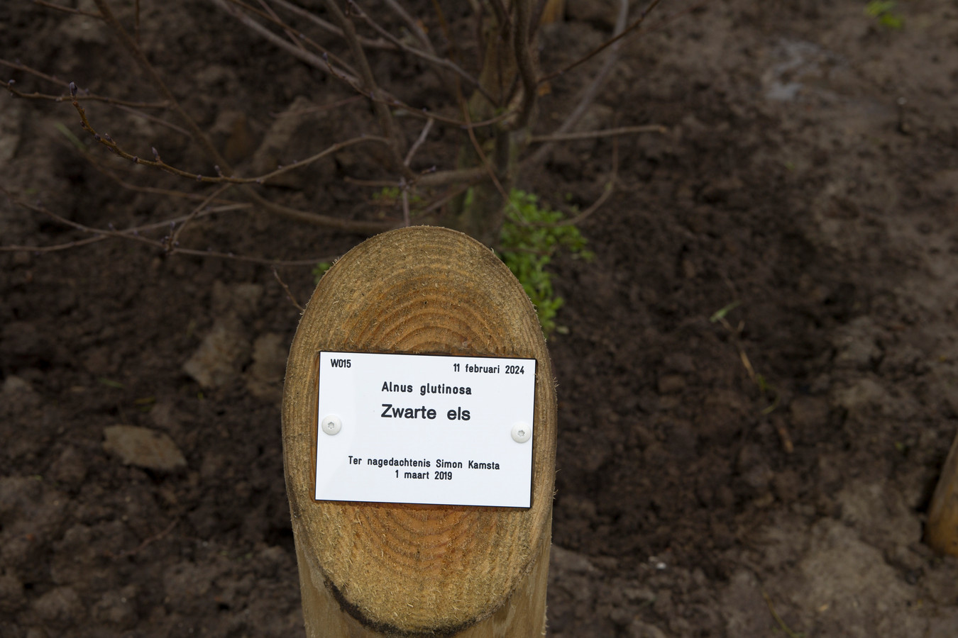 Vreugde en verdriet komen samen bij bomen planten: 'Nu heb ik plek om ...