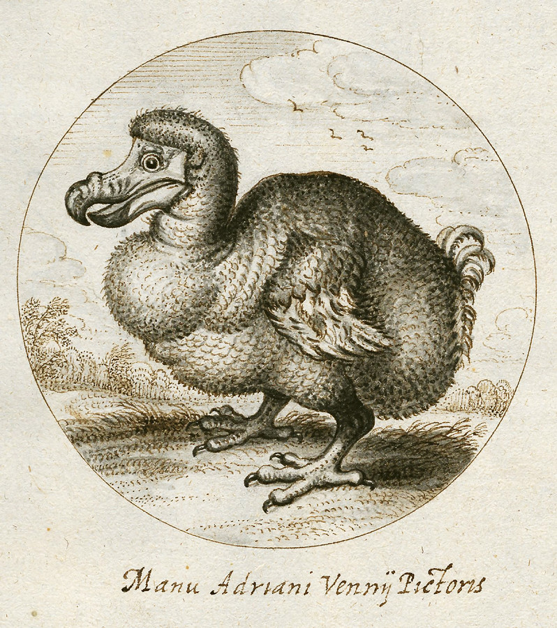 Jurassic Park met vogels? Kwart miljard dollar ingezameld om dodo terug ...